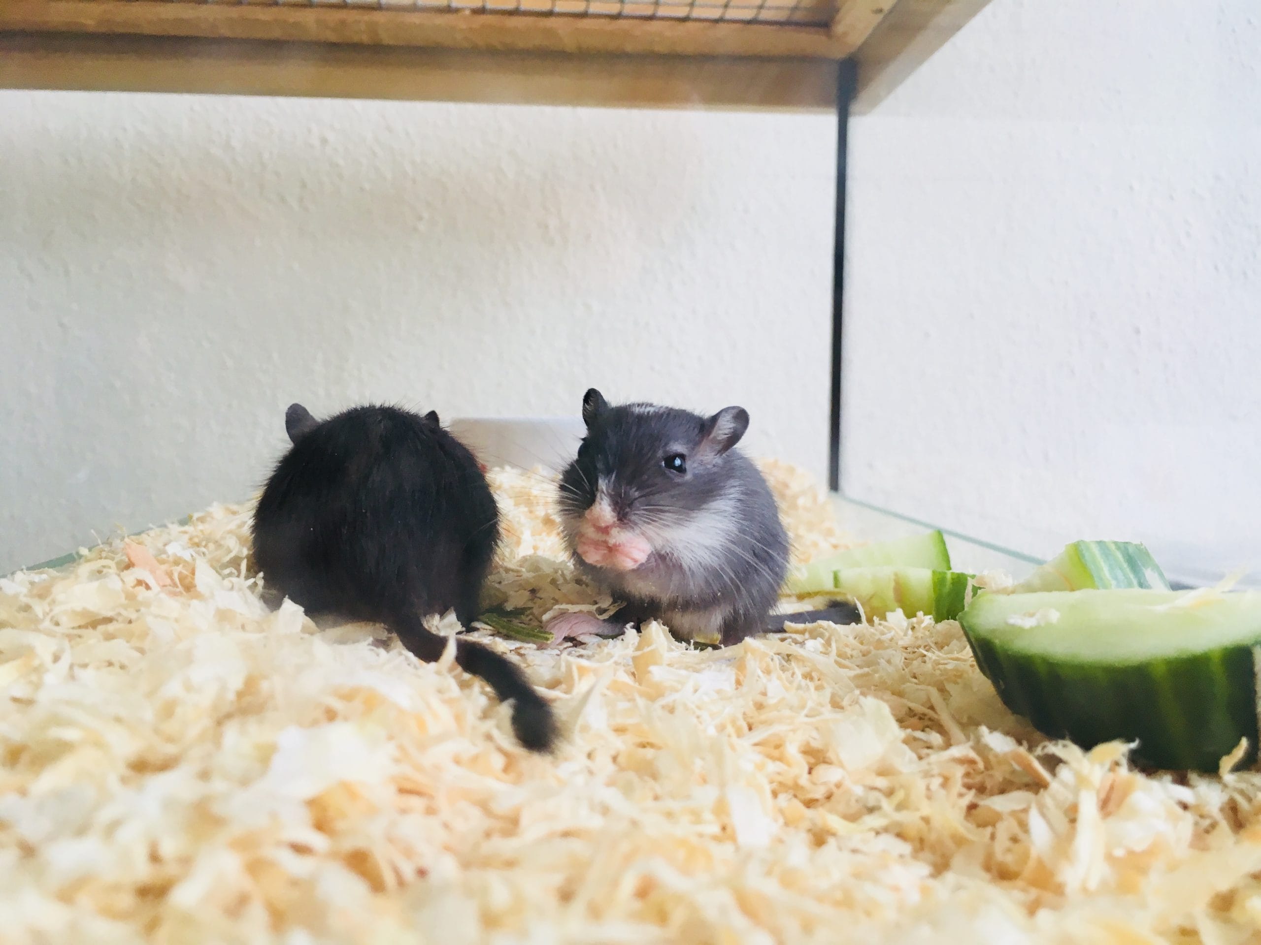 Unsere neuen Wüstenrennmaus-Kinder sind da - Hermann-Josef-Kolleg